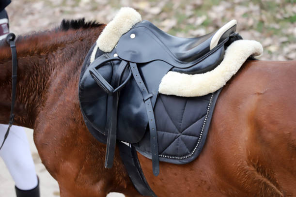 Exploring the 19″ Courbette Vision Used Close Contact Saddle B - Aviyne