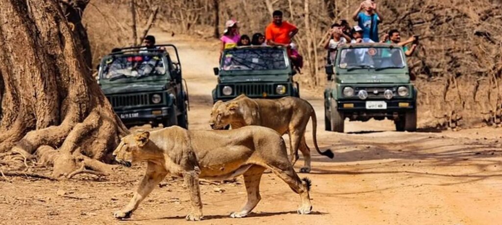 Complete Gir Wildlife Tour Package for a Thrilling Forest Adventure ...